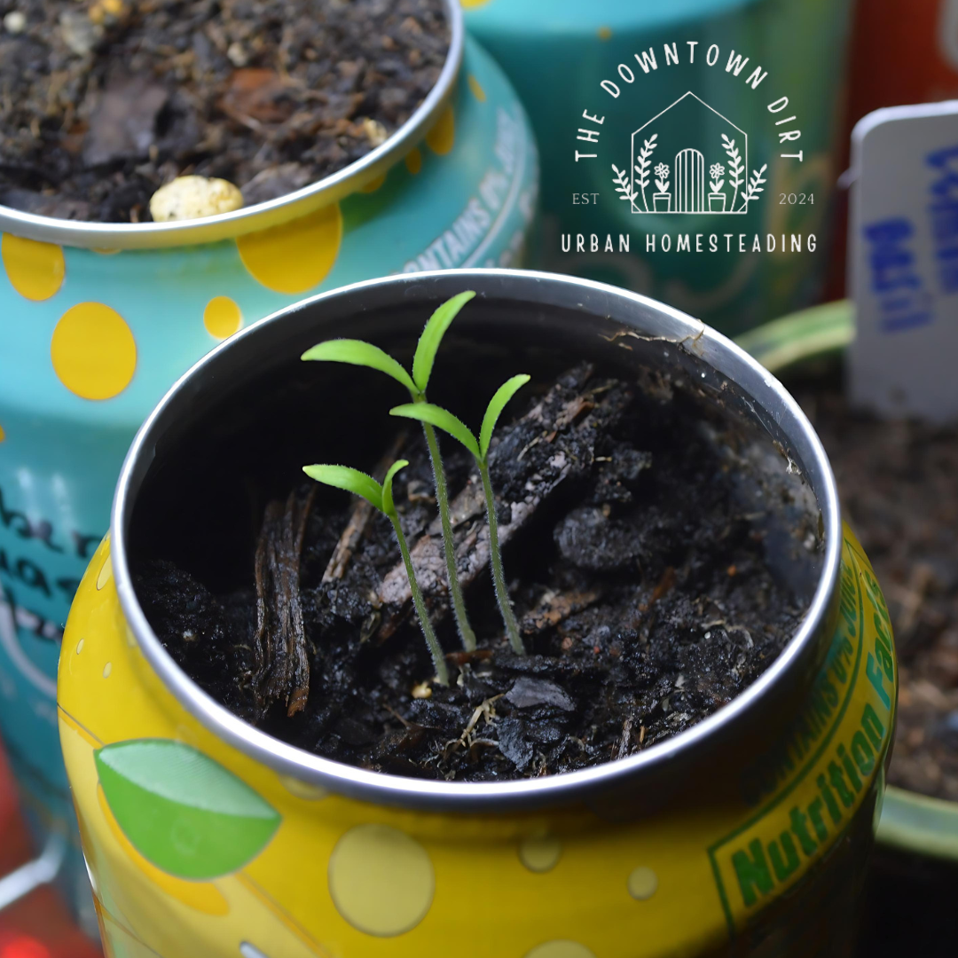From Seed to Sprout: The Fascinating Journey of a Tomato Seed – The ...